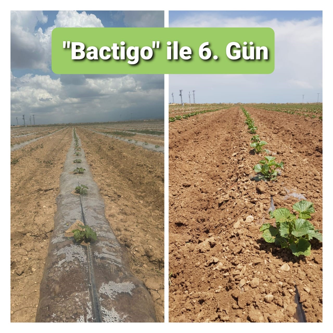 Bactigo - Mikrobiyal Gübre - Agrigo