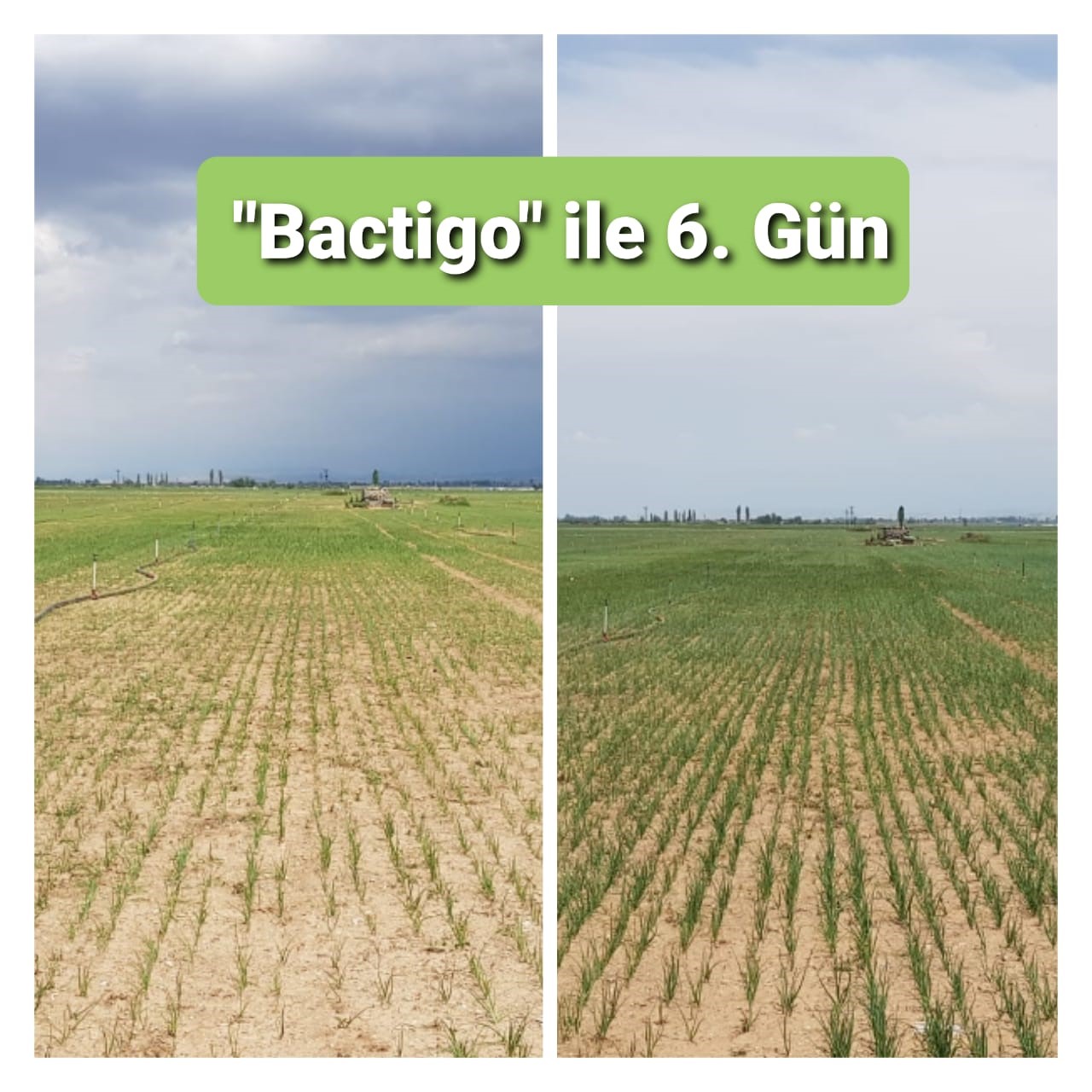 Bactigo - Mikrobiyal Gübre - Agrigo